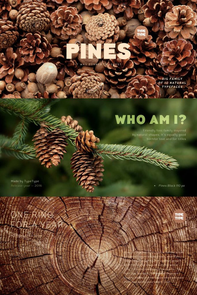 55 Modern Incredible Script Typefaces - Graphic Design Bundle Deals ...